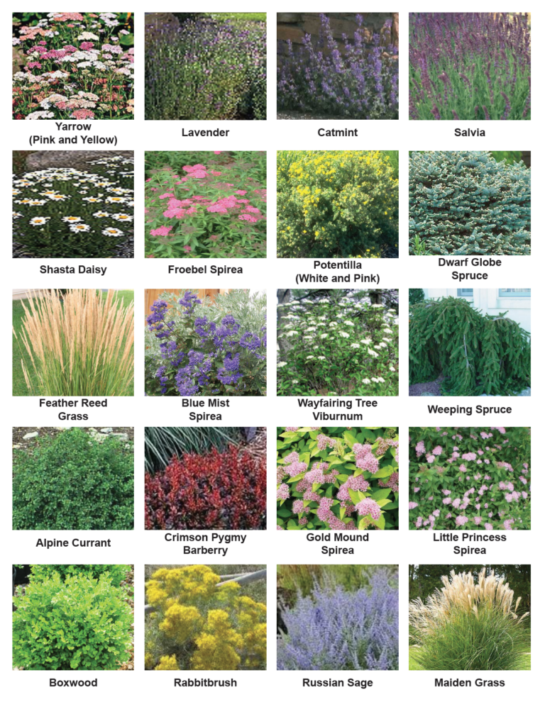 Deer Resistant Landscaping